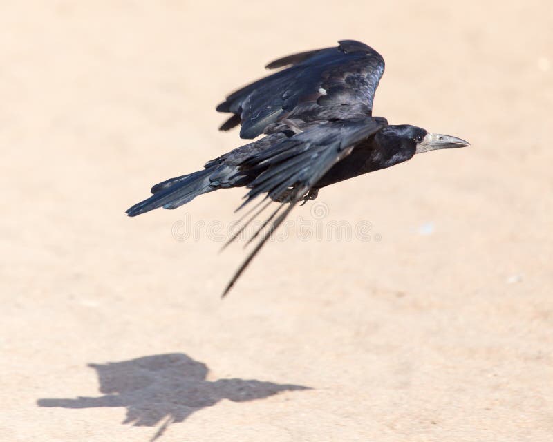 Black crow in flight Sea stock photo. Image of nature - 111422804