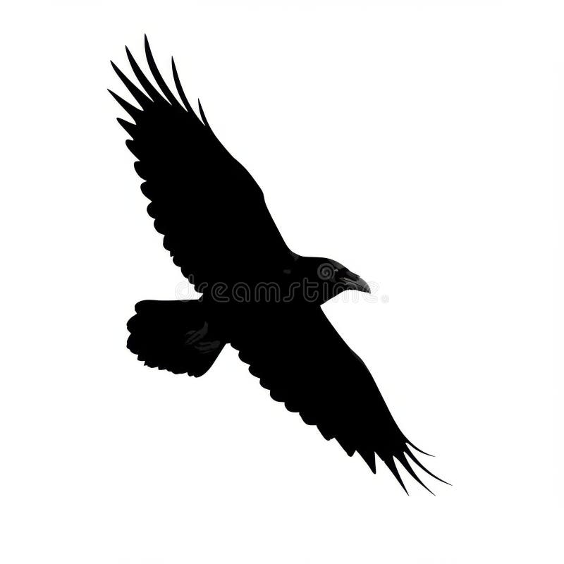 Black Crow in Flight Silhouette Against White Background Stock ...