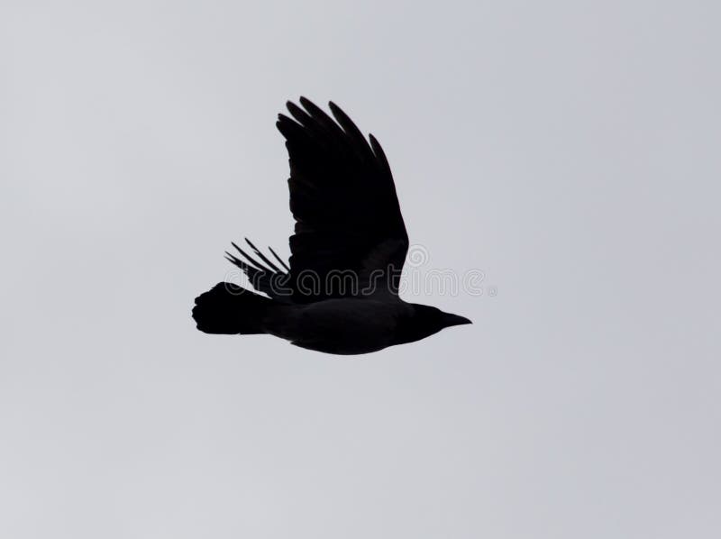 Black crow in flight sky stock image. Image of raven - 105983303