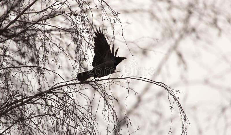 Black crow in flight sky stock photo. Image of wildlife - 109466828