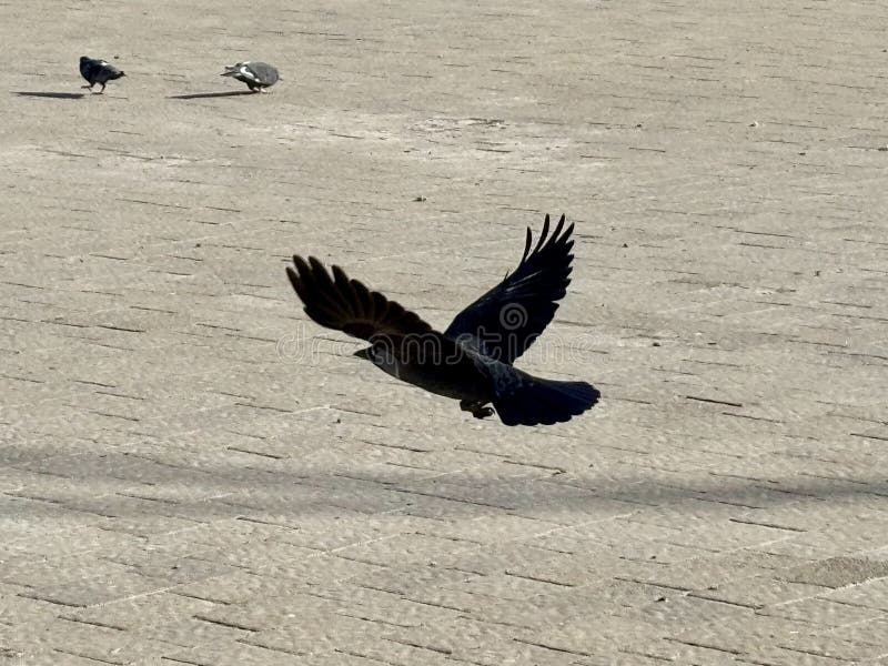 A crow in flight stock photo. Image of bird, animal - 370628806