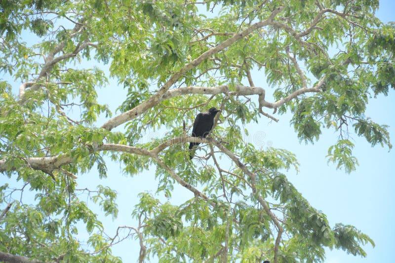Black Crows or Flores Crows on the Island of Komodo Stock Photo - Image ...