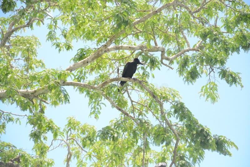 Black Crows or Flores Crows on the Island of Komodo Stock Image - Image ...