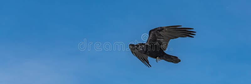 Black crow flying stock image. Image of avian, portrait - 167632721