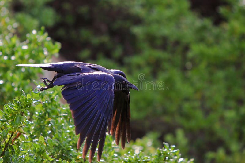 Black Crow in Flight with Spread Wings Stock Photo - Image of spread ...