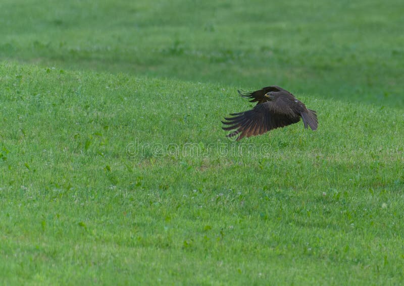 Black Crow Flying Over the Green Grass Stock Image - Image of creature ...