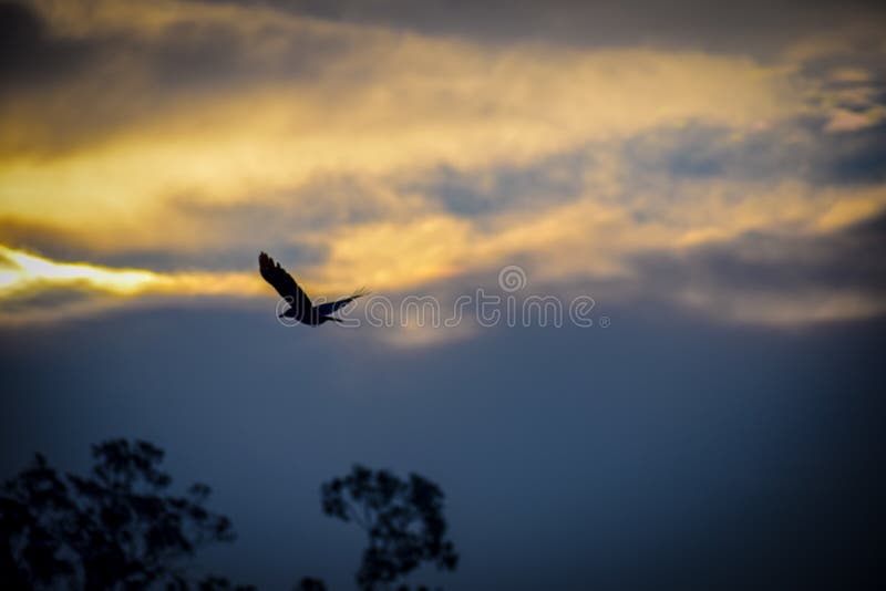 Black Crow Flying in the Sky, Black Crow & Blue Sky, Crow & Sky Stock ...