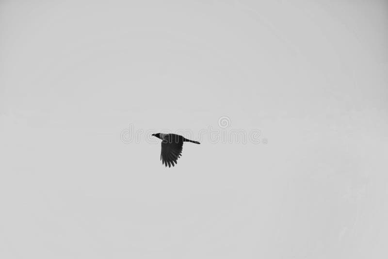 Black Crow Flying in a Sky stock photo. Image of sunny - 239000814