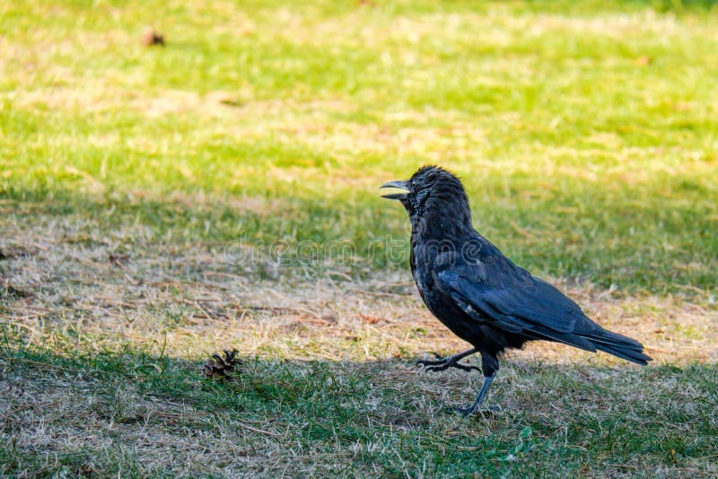 Black Crow on the Grass. Birds in Wildlife Stock Image - Image of bird ...