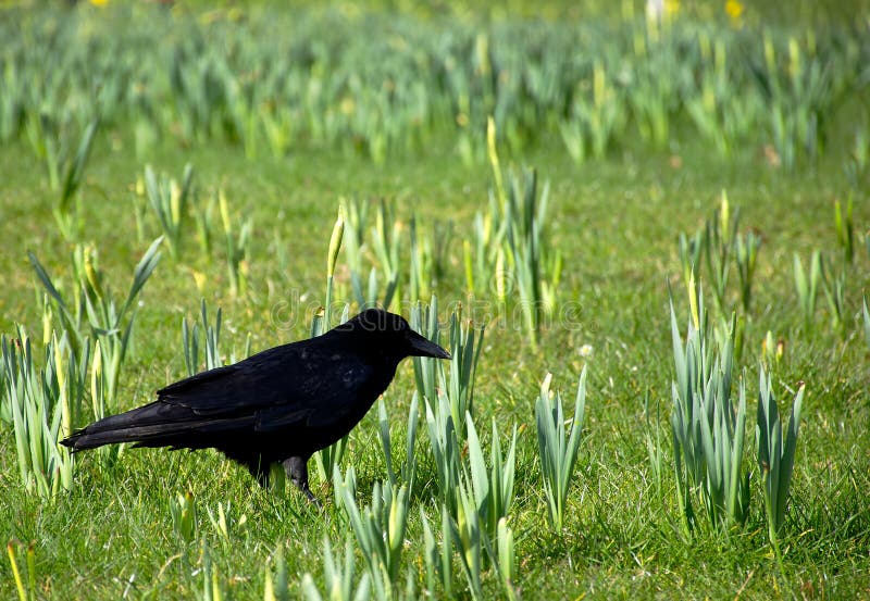 Black crow on grass field stock photo. Image of beak - 89670844