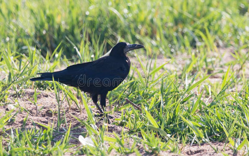 Black Crow in the Grass on the Nature Stock Photo - Image of natural ...