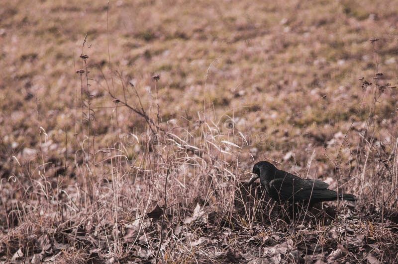 Black Crow on Ground with Dry Grass Stock Photo - Image of forest ...