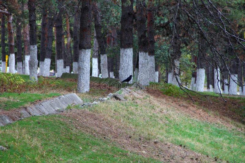 A crow on the ground stock image. Image of tamed, ground - 112518173