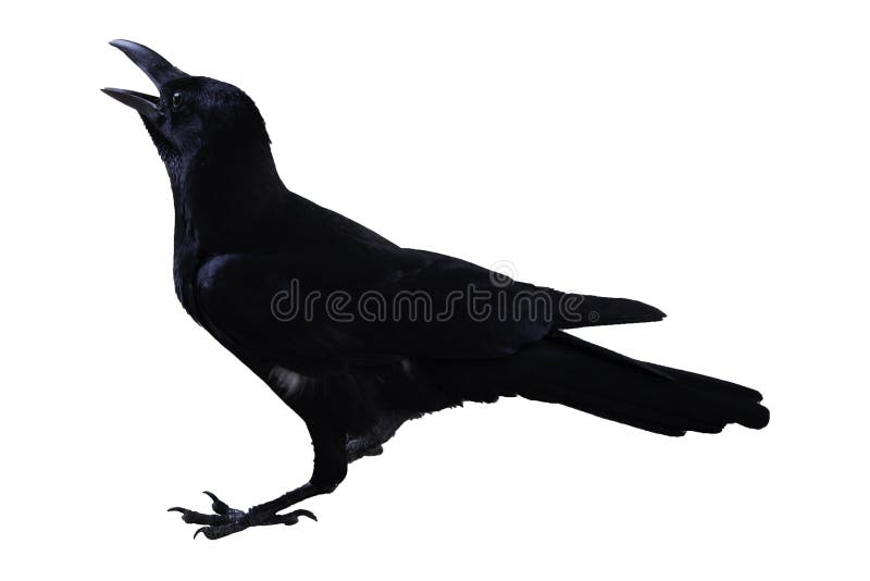 2,622 Crow Bird Isolated White Background Photos - Free & Royalty-Free ...