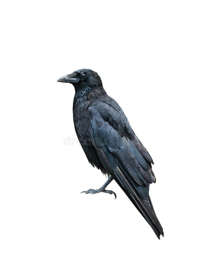 Black Crow Isolated on White Background Stock Image - Image of wildlife ...