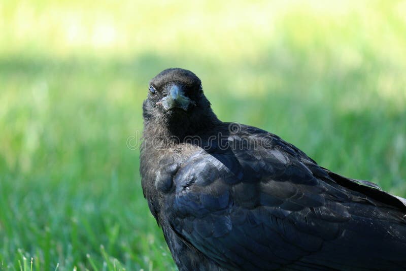 440 Crow Staring Stock Photos - Free & Royalty-Free Stock Photos from ...