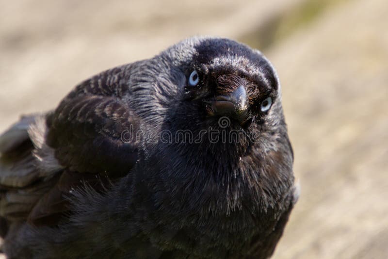 Black Crow Looking at the Camera Stock Photo - Image of beak, portrait ...