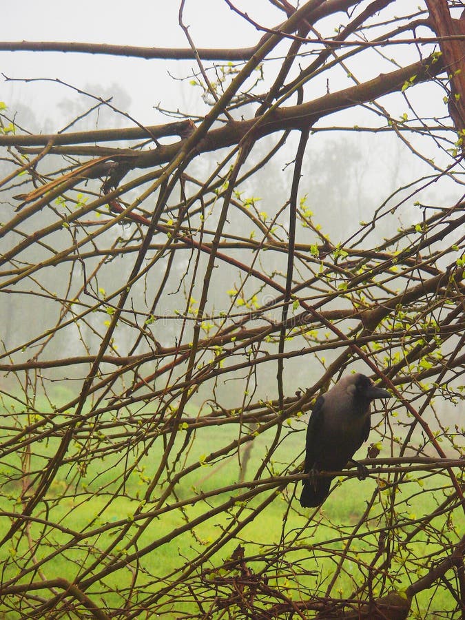 A Black Crow in Morning Cold Wave Stock Image - Image of cold, crow ...