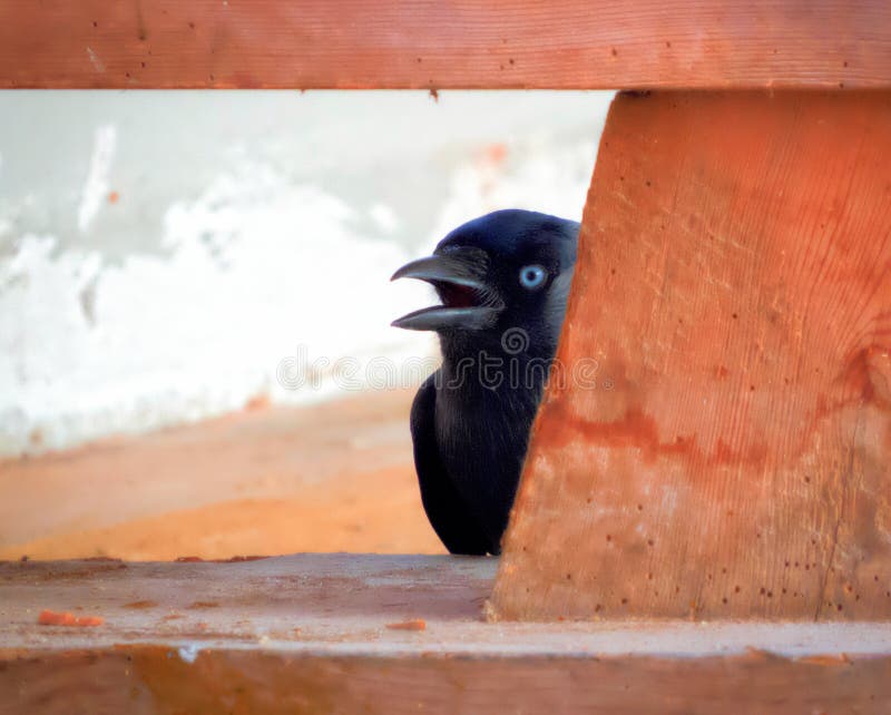 Crow with an Open Beak on the Ground Stock Image - Image of wildlife ...