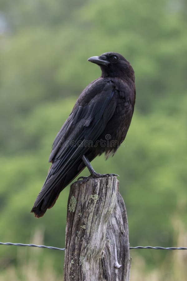 266 Black Crow Fence Post Stock Photos - Free & Royalty-Free Stock ...