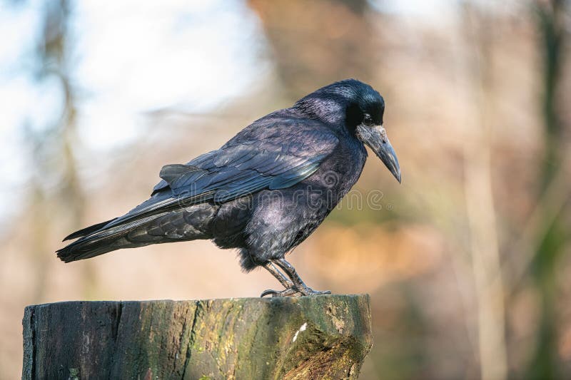 Black Crow Perched Atop a Wooden Post, Looking Out into the Distance ...