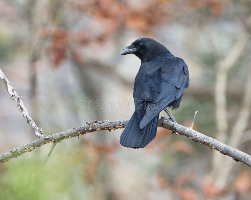 Black Crow on a Bare Branch Stock Image - Image of blurred, animal ...