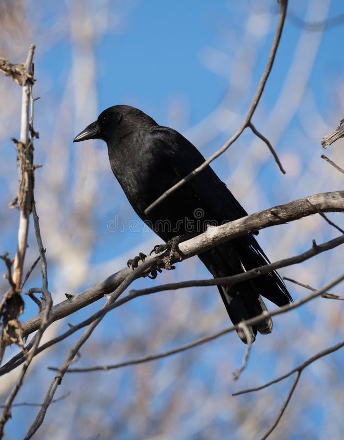A Black Crow Perched on a Dead Tree Branch Stock Image - Image of black ...