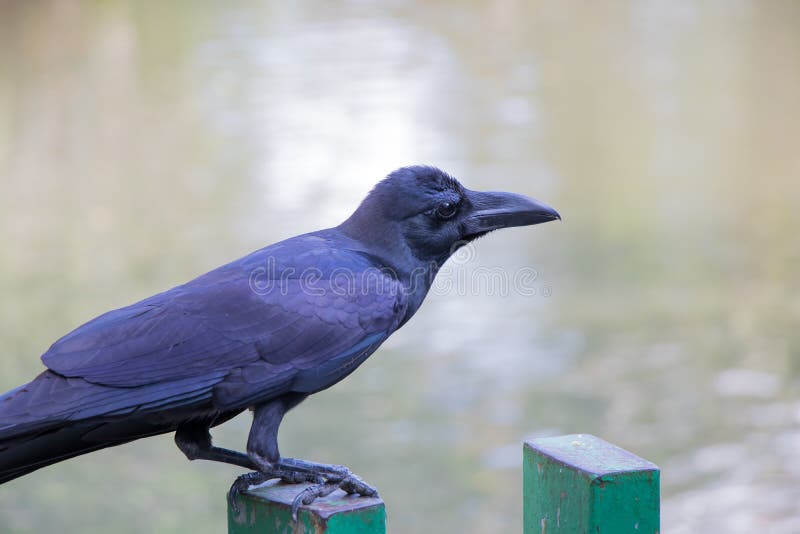 Black Crow Perched on a Fence Stock Photo - Image of spring, poultry ...