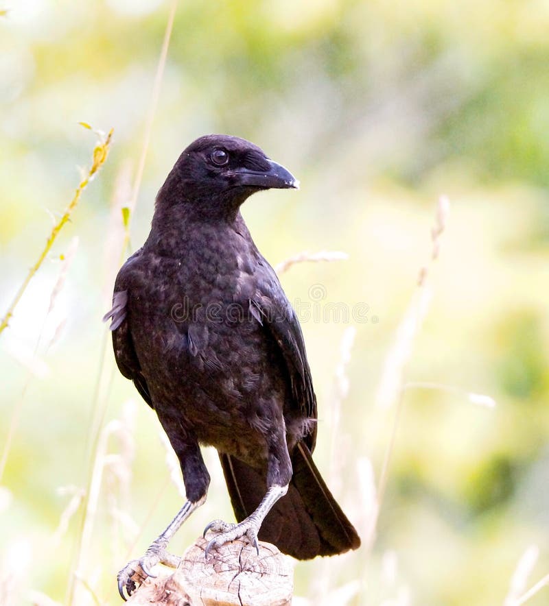 A Crow Perched on a Sign for the Disabled in a Parking Lot. Stock Image ...