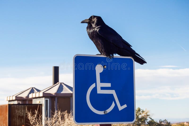 Black crow stock image. Image of animal, signal, black - 42984469
