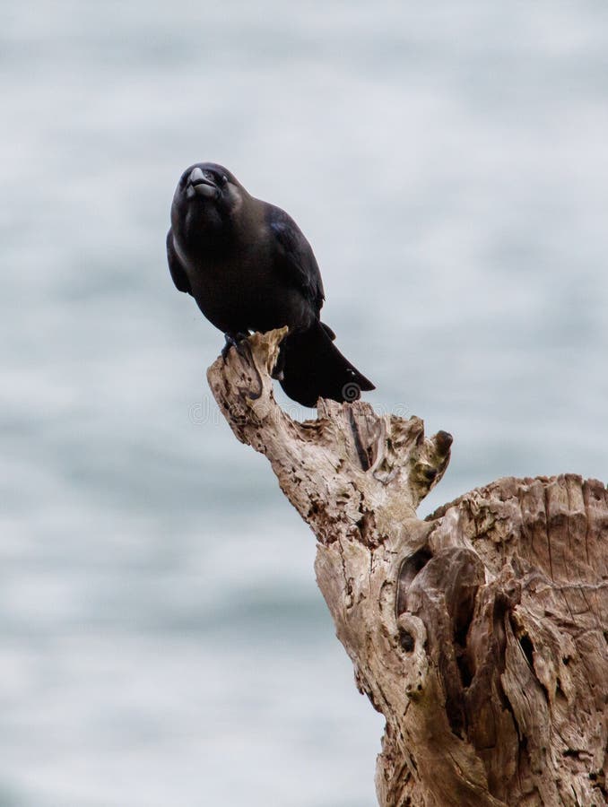 A Black Crow is Perched on a Tree Branch Stock Photo - Image of looking ...