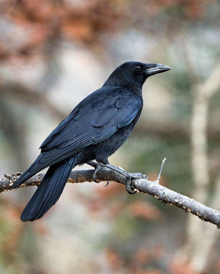 Black Crow Perched on Branch Stock Photo - Image of animal, fauna ...
