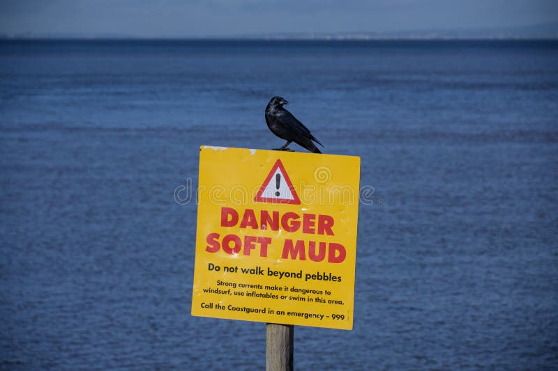 Crow on a mud warning sign stock photo. Image of wildlife - 161398474