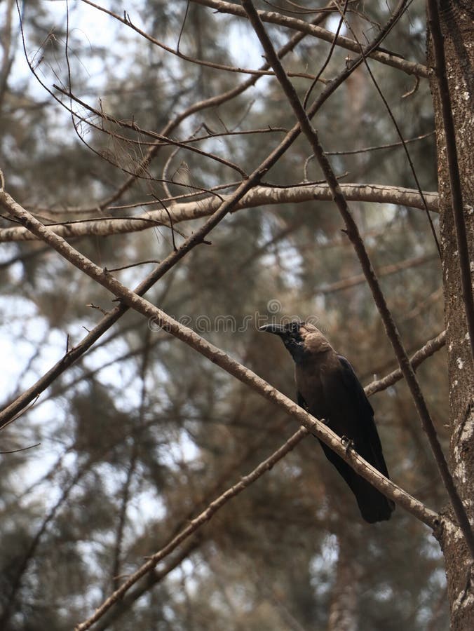 A Black Crow Perching on the Branch of a Tree Stock Image - Image of ...