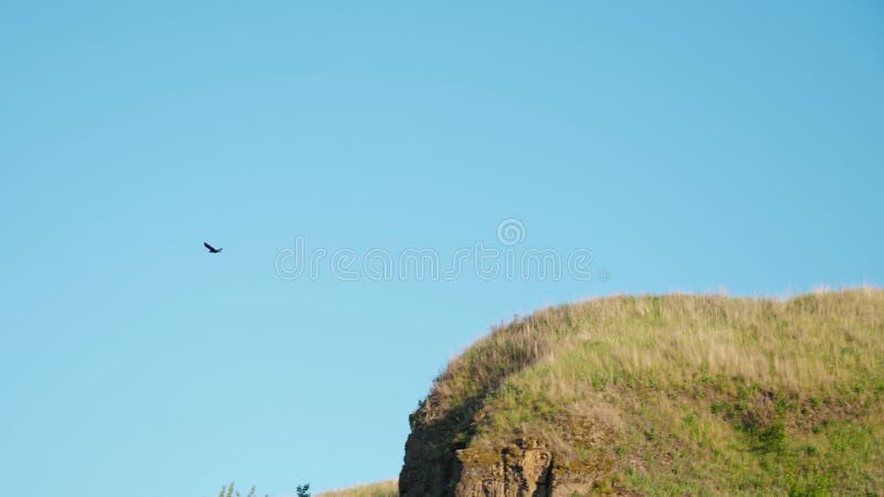 Black Crow raven stock footage. Video of grief, blue - 259842614