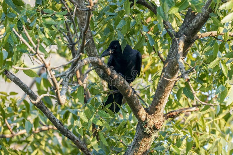 Black Crow Resting Up High in the Tree Stock Image - Image of animal ...