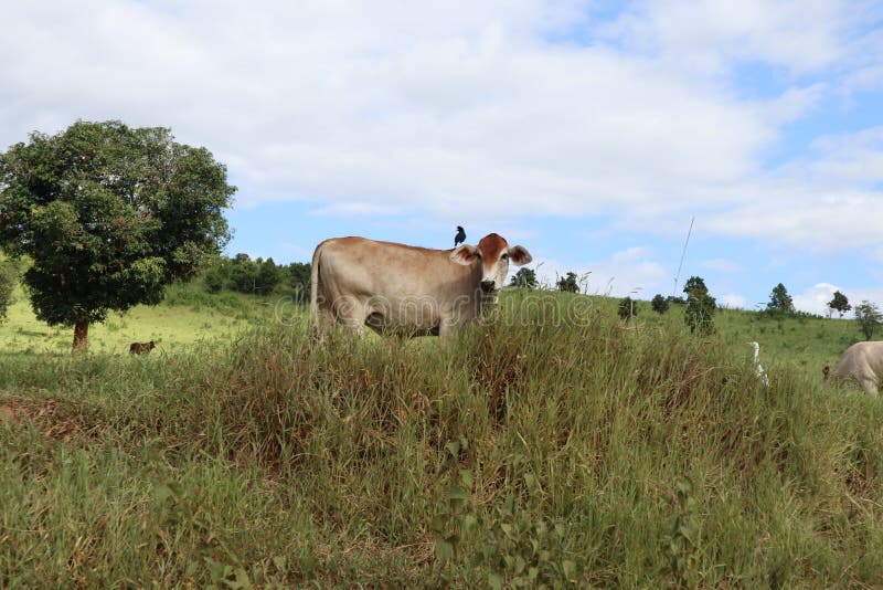 Black Crow Rests on the Back of a Bull in the Middle of a Valley Stock ...