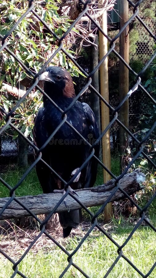 A Black Crow a Sad Prisoner Stock Photo - Image of depressedin, perth ...