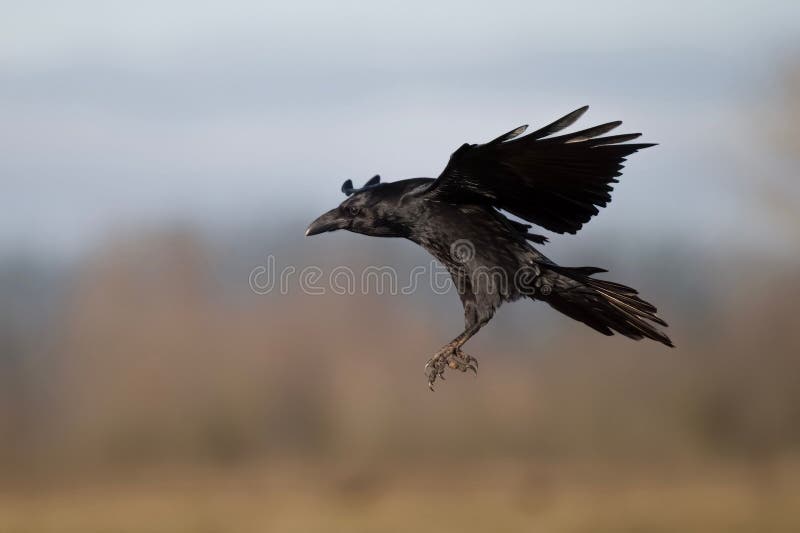 Black Crow is Seen in Flight Over a Marshland Landscape with Trees in ...