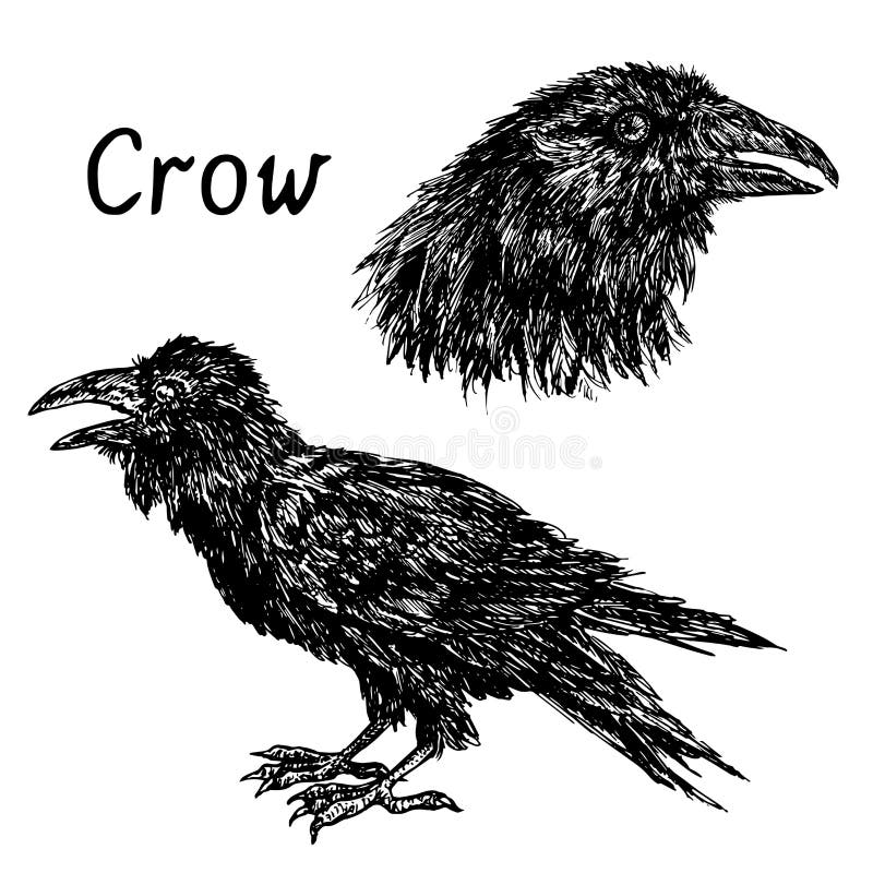 Black Crow Side Portrait and Head Collection. Ink Black and White ...