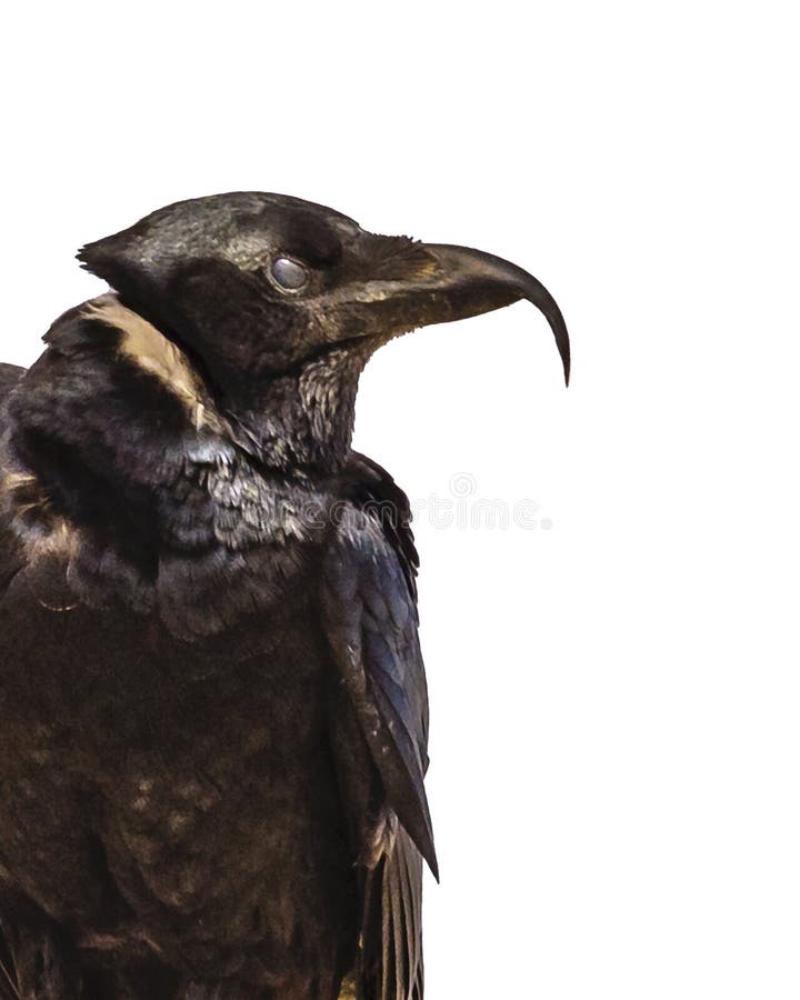 Black Crow Side View Isolated Photo Stock Image - Image of blank, bird ...