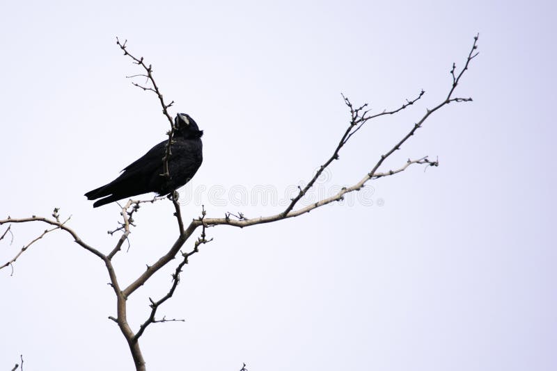 Black Crow Sits on the Branches of Acacia Stock Image - Image of ...