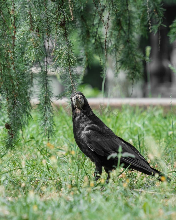 A Black Crow Sits on the Green Grass and Watches Stock Photo - Image of ...