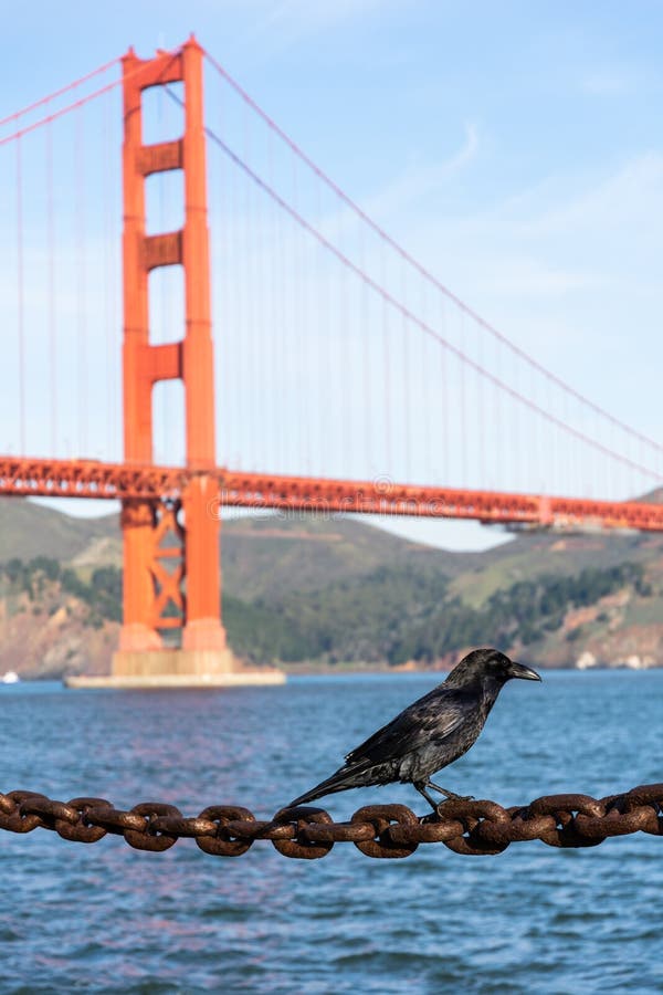 Black Crow Sits on Rusted Chain in Front of Golden Gate Bridge Stock ...