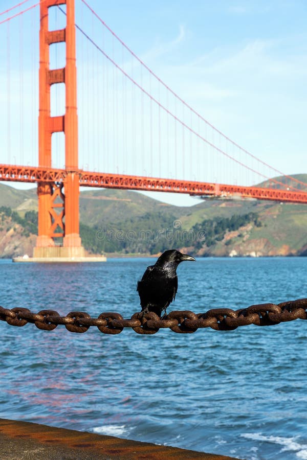 Black Crow Sits on Rusted Chain in Front of Golden Gate Bridge Stock ...