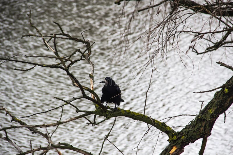 A Black Crow Sitting on the Branch Above River Stock Photo - Image of ...