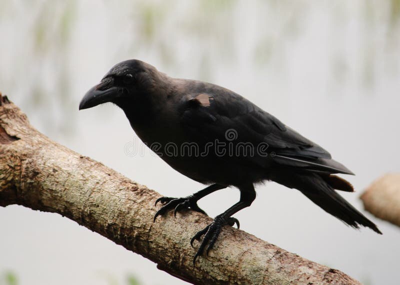 Black Crow Sitting on a Branch Stock Image - Image of beak, branch ...