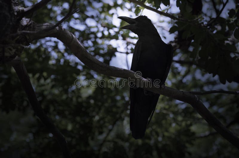 Black crow sitting stock image. Image of wing, corvidae - 91706815