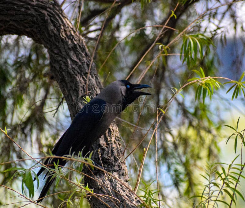 Black Crow Sitting on the Branch of a Tree, Black Crow Searching for ...