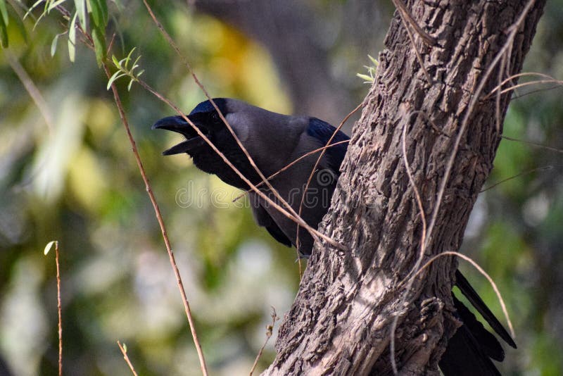 Black Crow Sitting on the Branch of a Tree, Black Crow Searching for ...